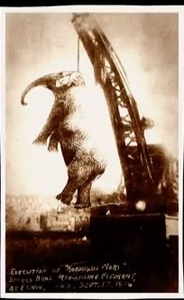 “Murderous Mary” – The Elephant they Hanged